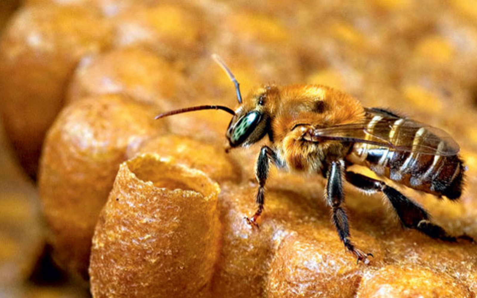 Produtos apícolas direto do produtor - Apiccon